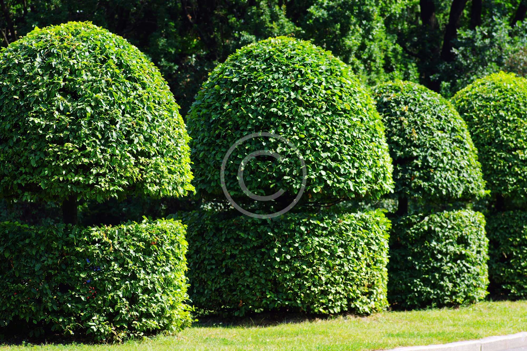 Letter of Recommendation: Garden Photos - CSP Landscape